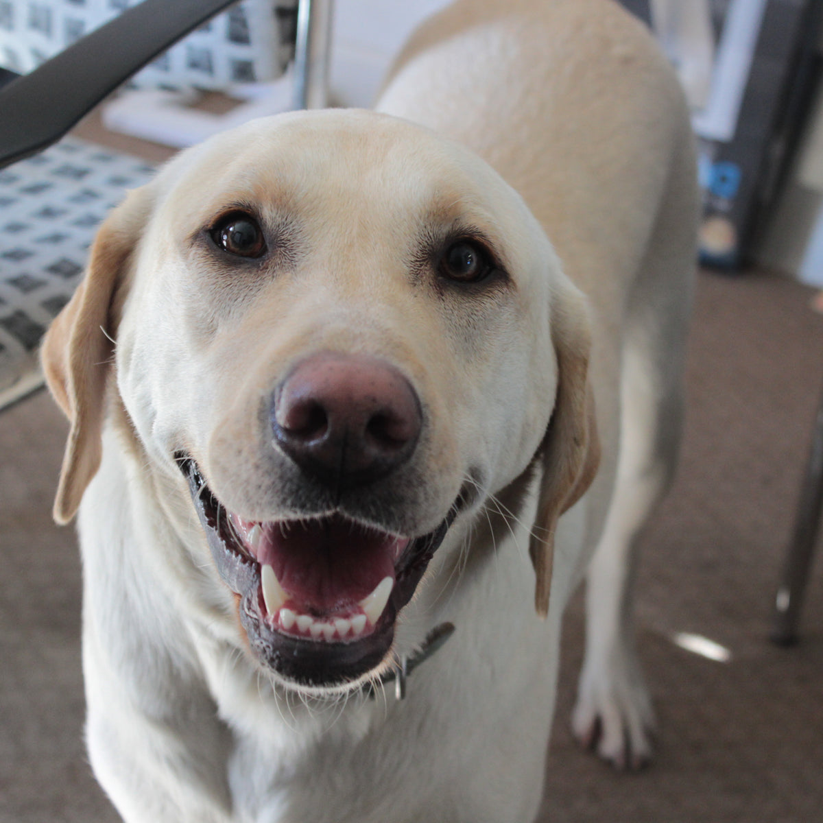 Can Dogs actually Smile? Find Out Here. – PetDoors.com