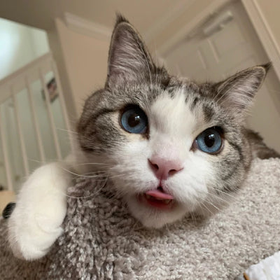 Locking Mechanisms for Dog & Cat Doors | Locks & Closing Covers